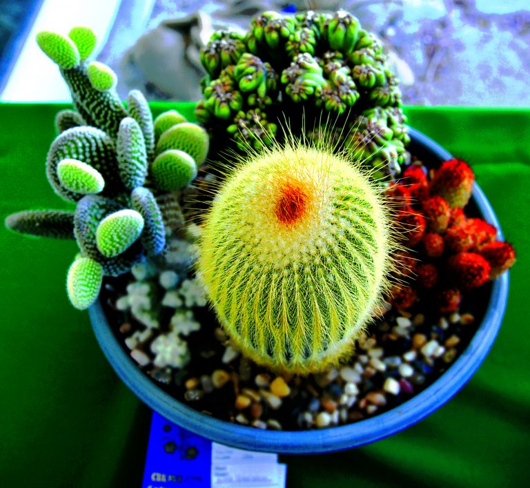 Plant winner - Culver City News